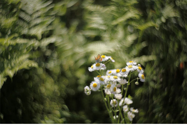 Find Natural Beauty With The New Petzval Lens